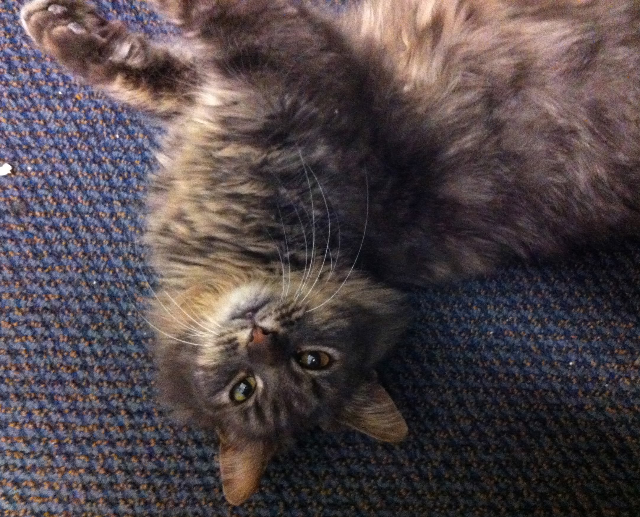 Julia2 cropped | Hyde Park Cats