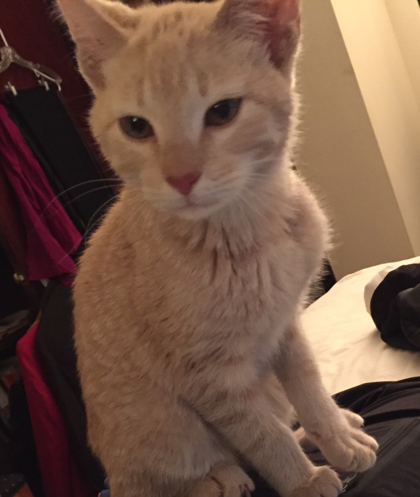 Cayenne | Hyde Park Cats